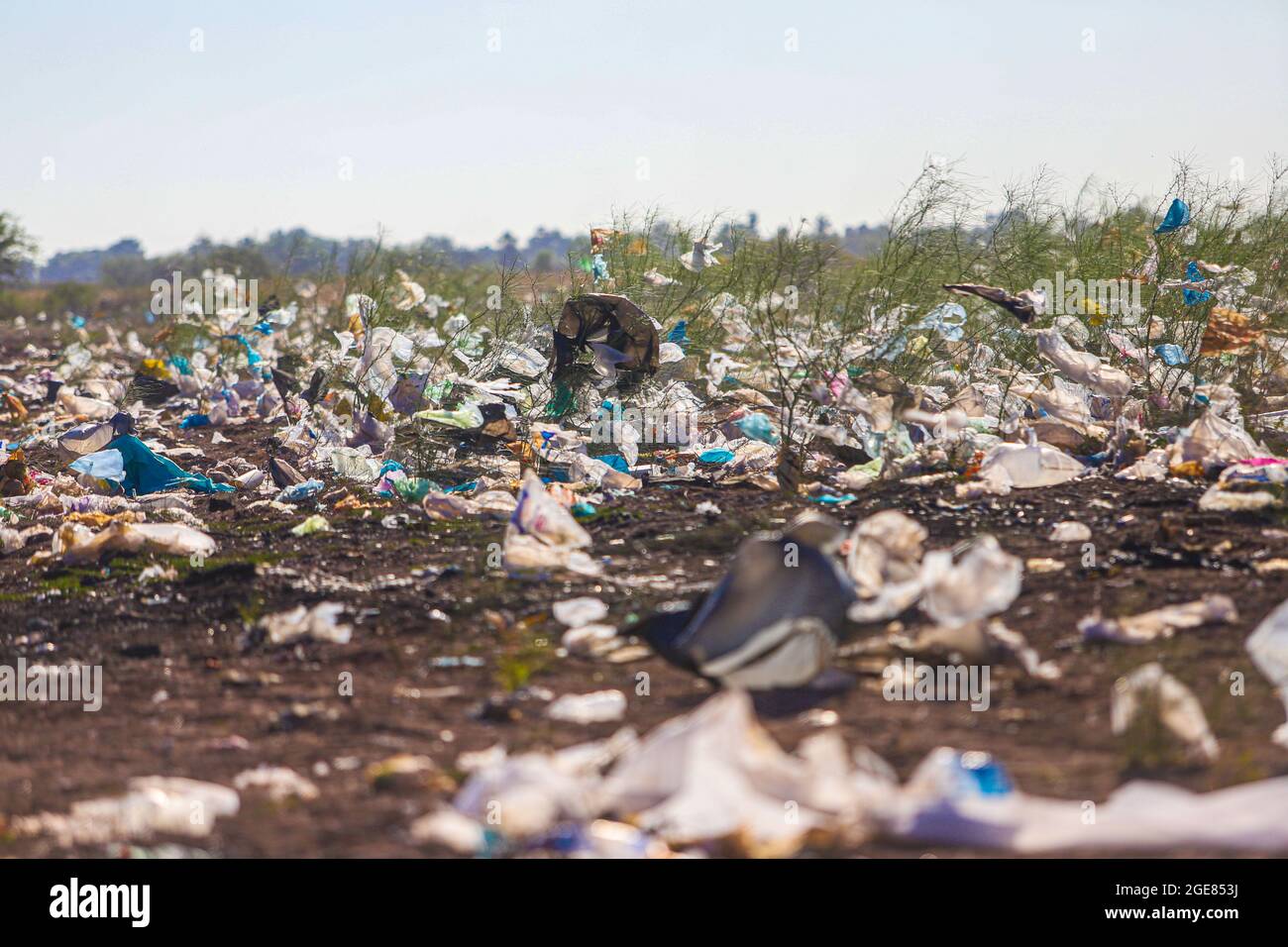 Garbage bags, plastic bag in the bushes and on the ground of the ...
