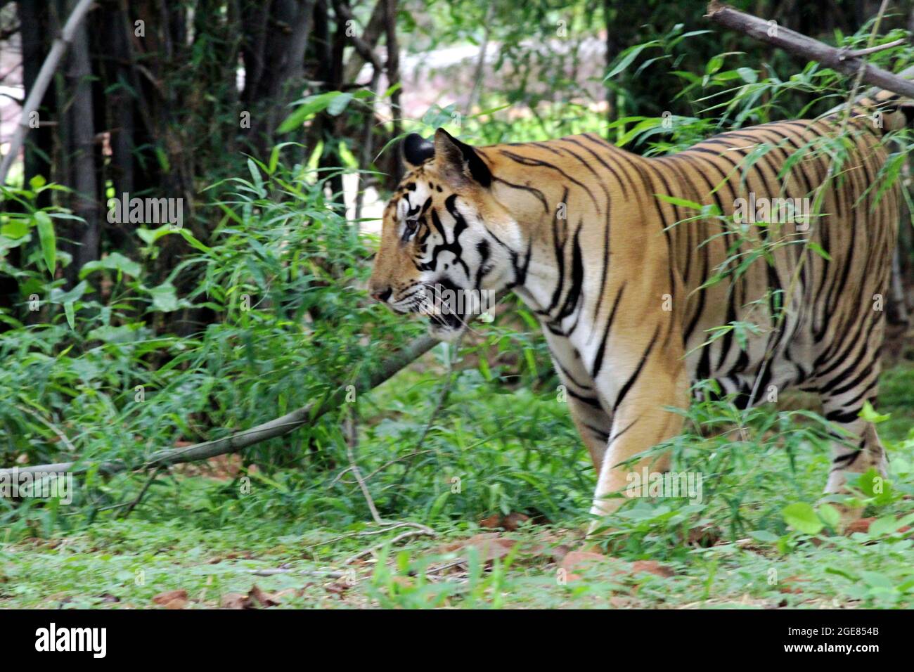 Striped tiger inside a cage in the zoo Stock Photo - Alamy
