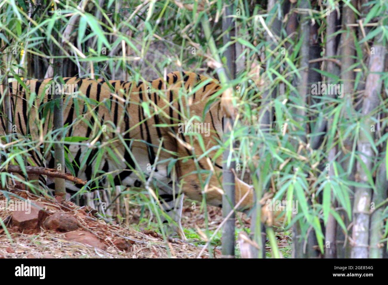 Striped tiger inside a cage in the zoo Stock Photo - Alamy