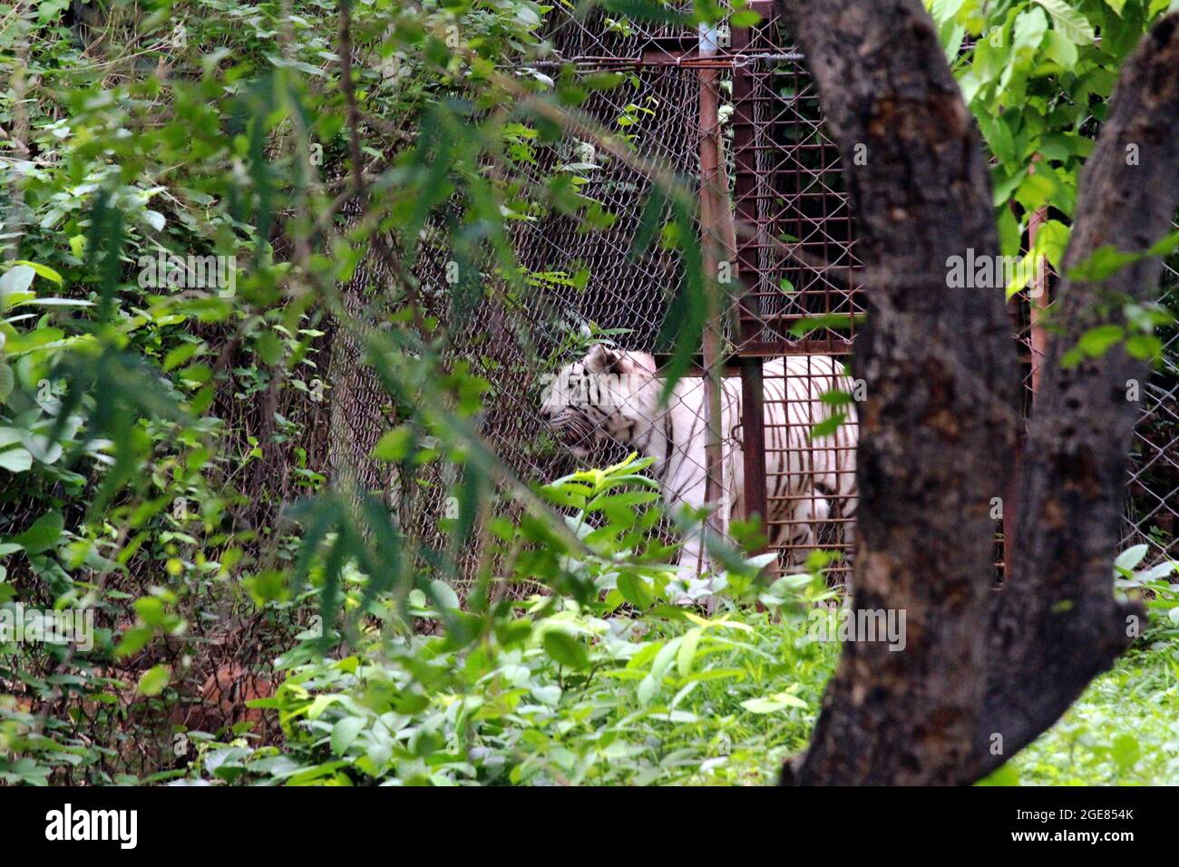 Striped tiger inside a cage in the zoo Stock Photo - Alamy