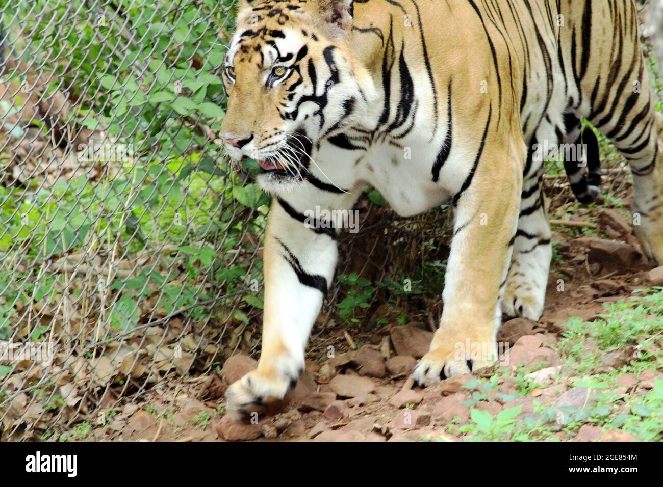 Striped tiger inside a cage in the zoo Stock Photo - Alamy
