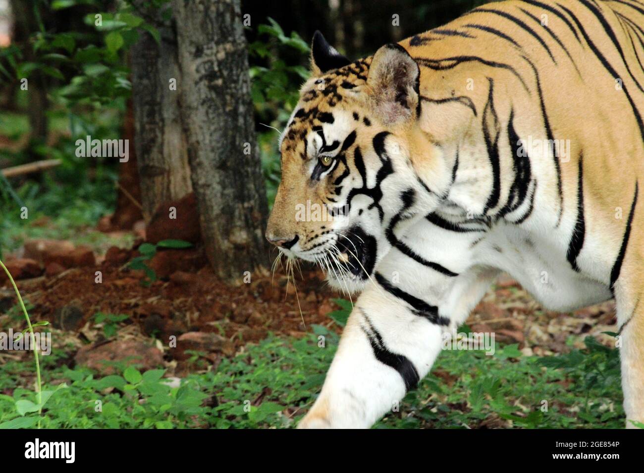 Striped tiger inside a cage in the zoo Stock Photo - Alamy