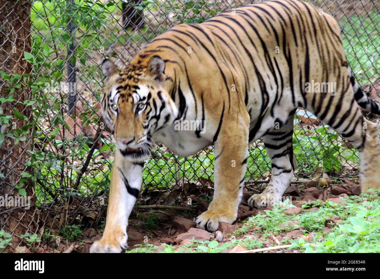 Striped tiger inside a cage in the zoo Stock Photo - Alamy