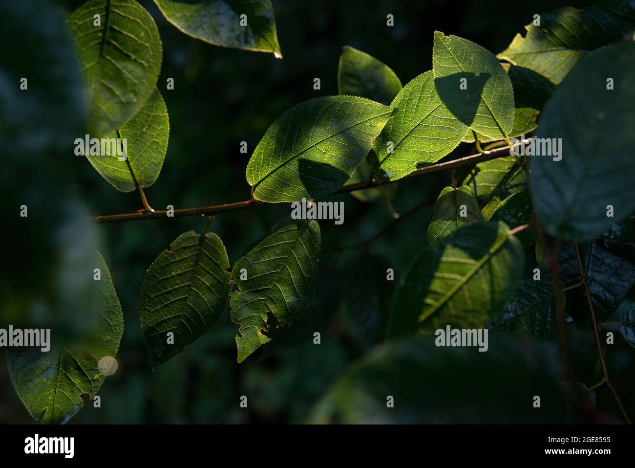 Green leaves , sunlight, tree, shade Stock Photo - Alamy