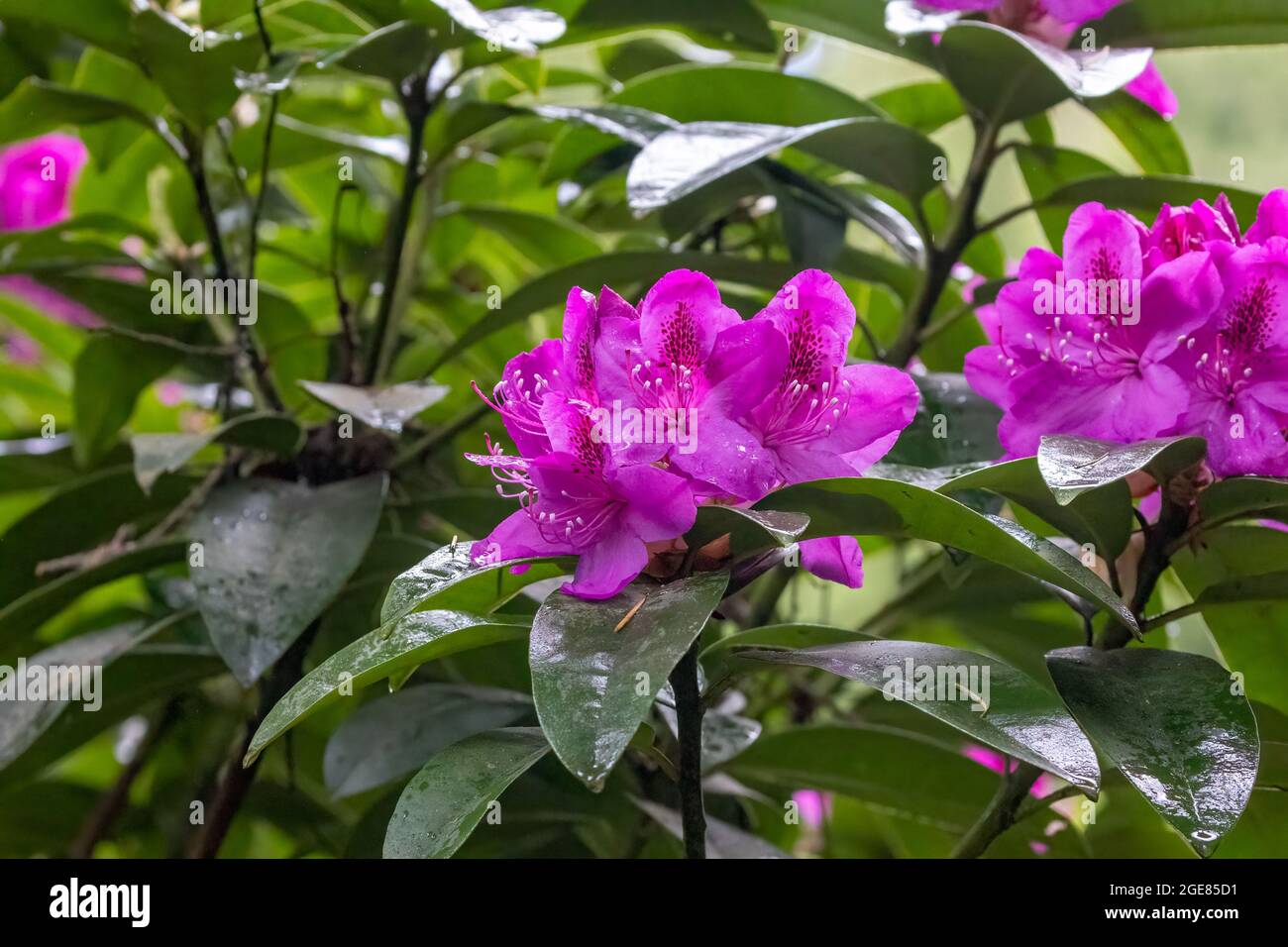 dark pink rhododendron flowers in full bloom Stock Photo - Alamy