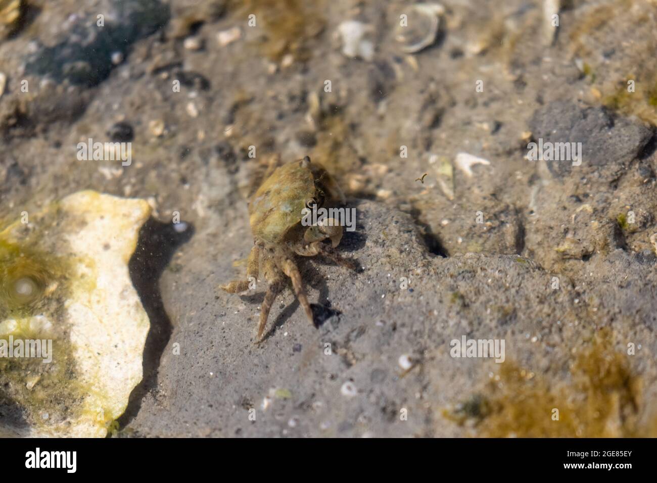 little brown crab beneath shallow water at a beach Stock Photo - Alamy