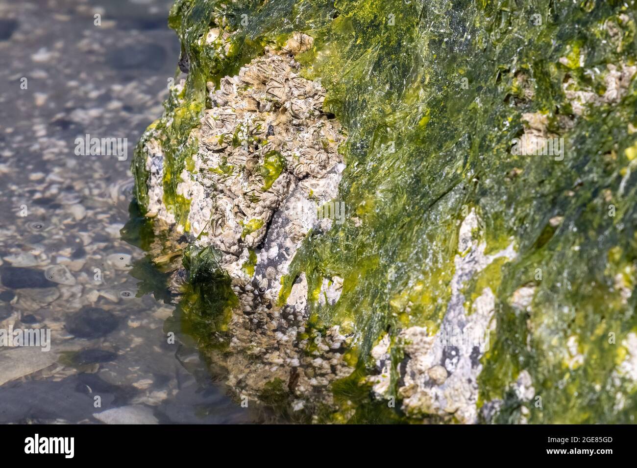 seaweed covered boulder partially submerged in the water Stock Photo ...