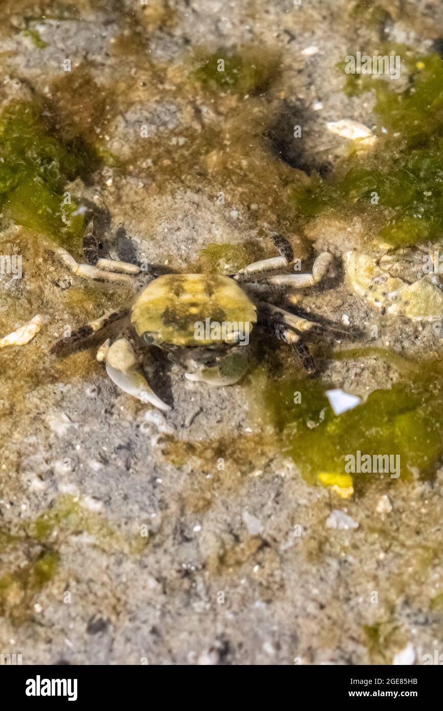 little brown crab beneath shallow water at a beach Stock Photo - Alamy