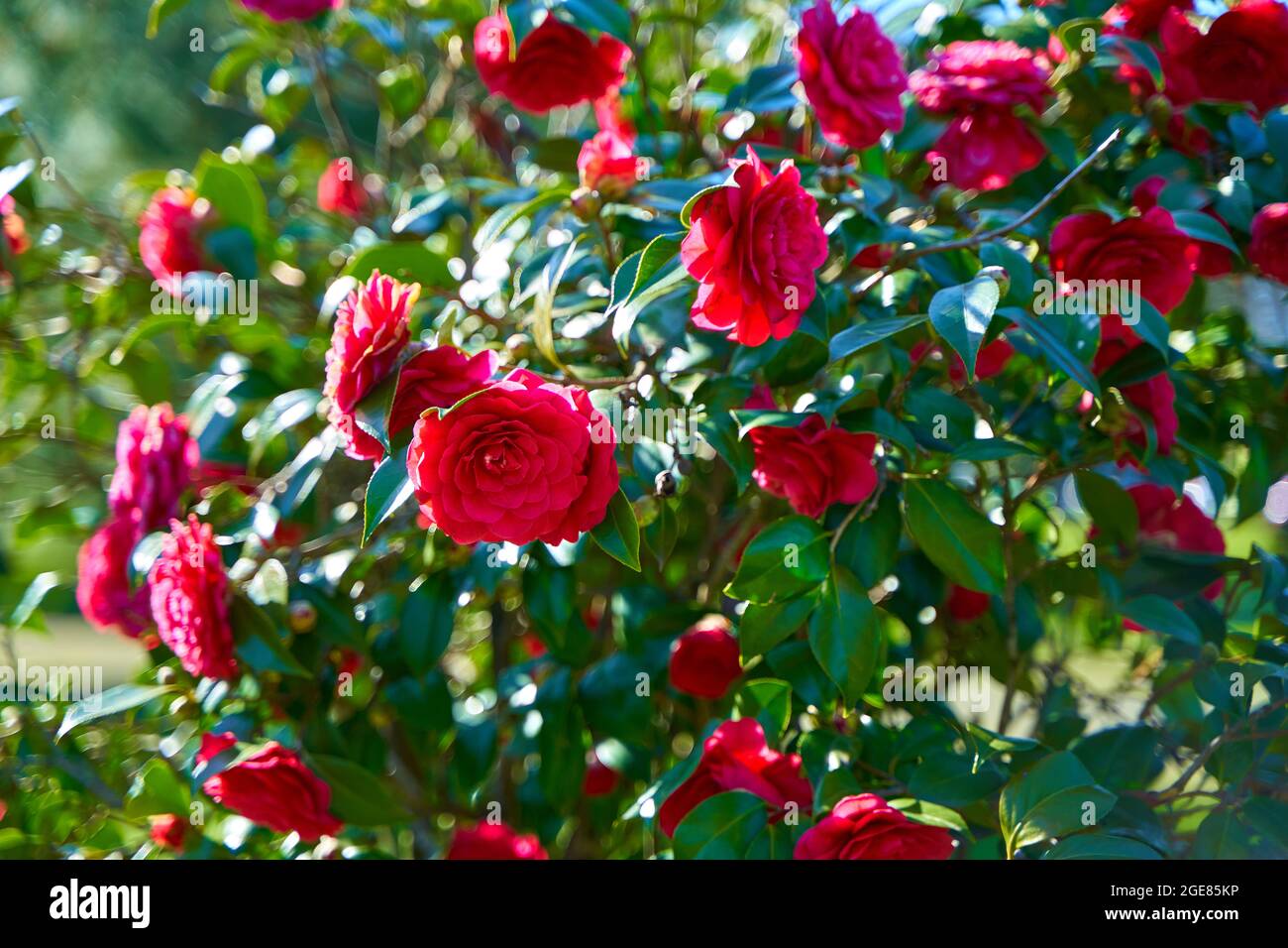 Blooming red rose flowers in the city park Stock Photo - Alamy