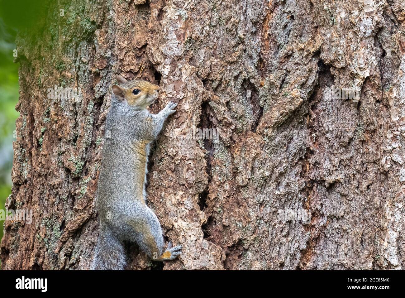 adult gray squirrel high up in a tree looking around Stock Photo - Alamy