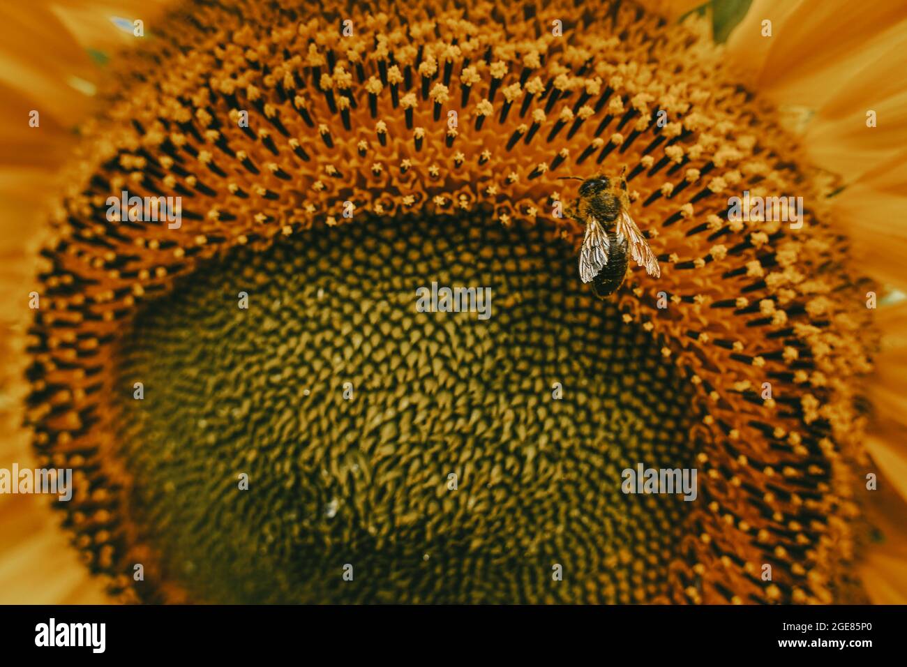Bee pollinating on a sunflower Stock Photo - Alamy