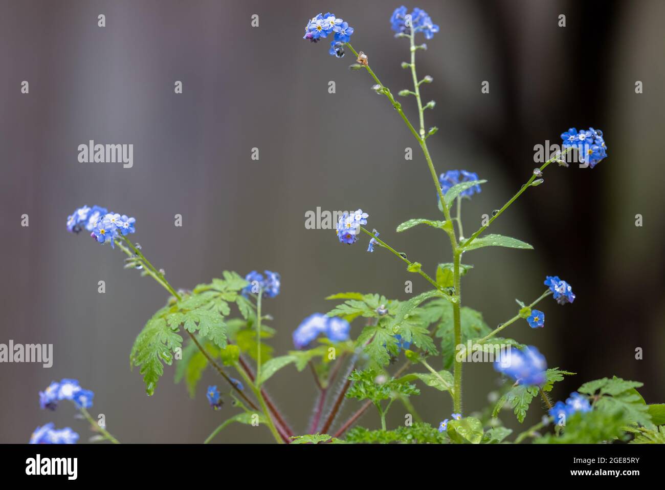 small group of wild forget me not flowers blooming Stock Photo - Alamy