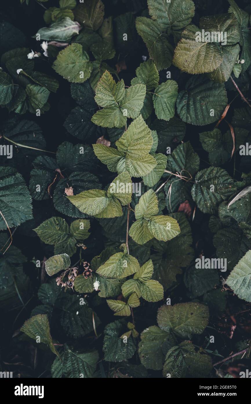 Vertical shot of raspberry leaves Stock Photo - Alamy