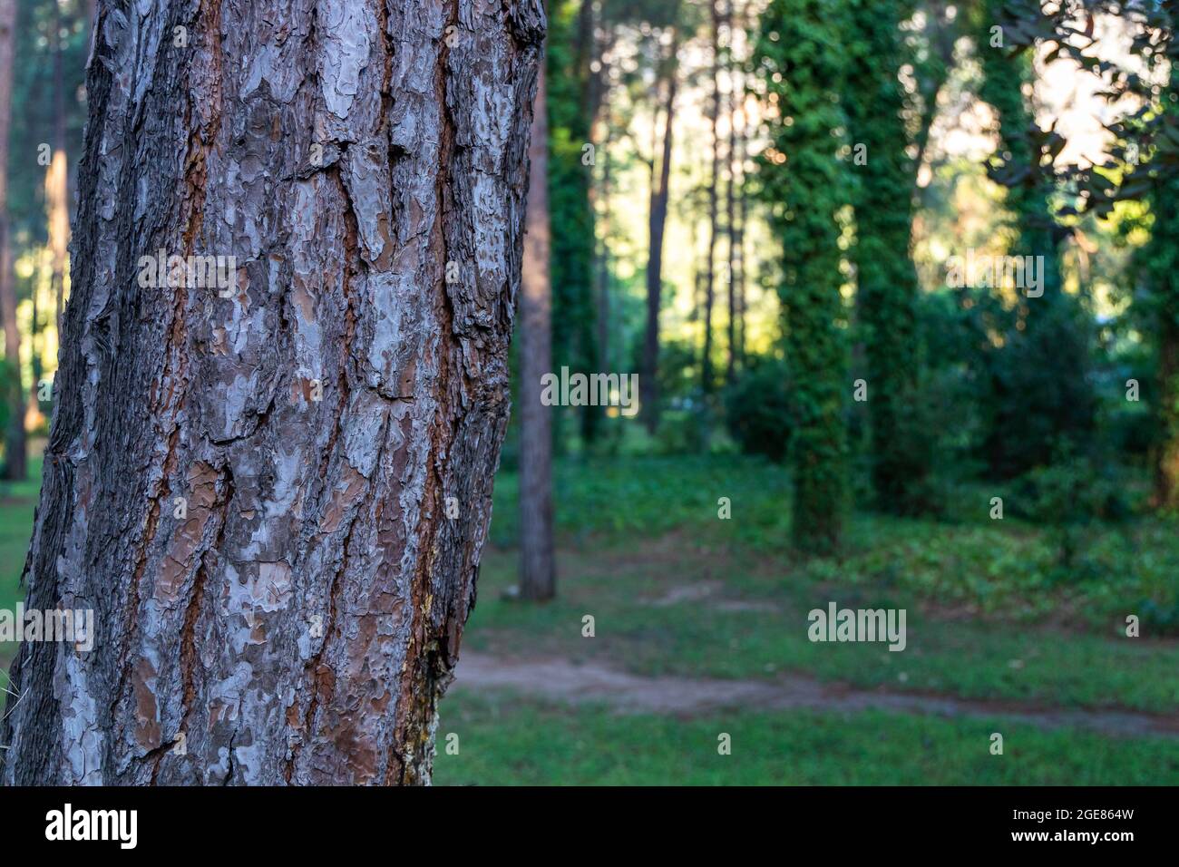 Tropical pine tree forest, trees in a southern hardwood forest in ...