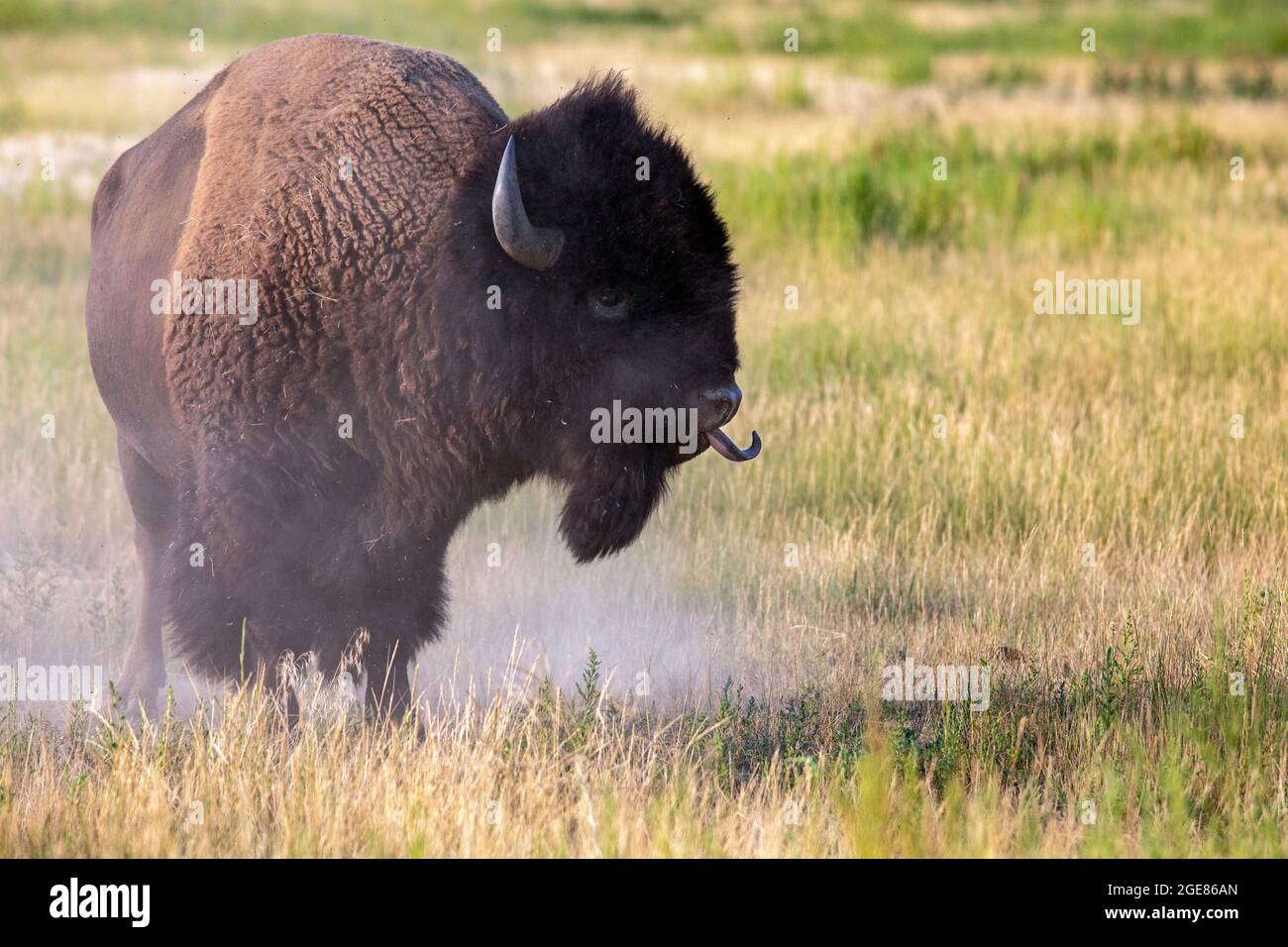 Bison in rut hi-res stock photography and images - Alamy