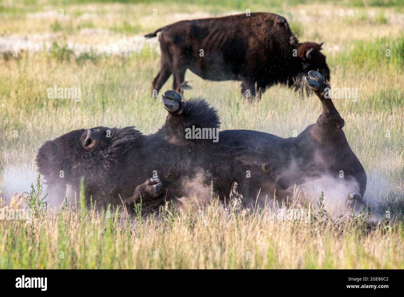 American Bison (Bison bison) rolling in dirt (wallowing) - Rocky ...