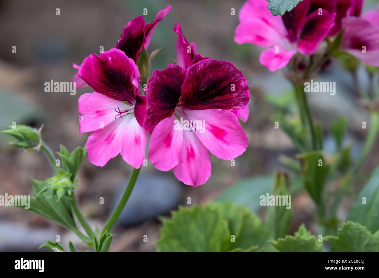 pink and red geranium flower with more buds Stock Photo - Alamy