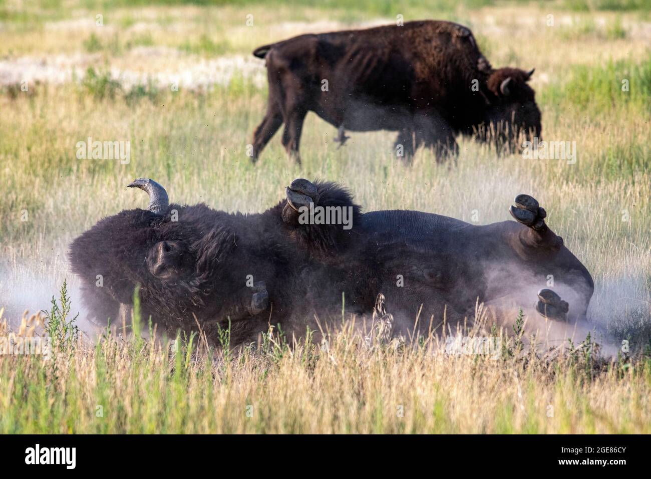 American Bison (Bison bison) rolling in dirt (wallowing) - Rocky ...