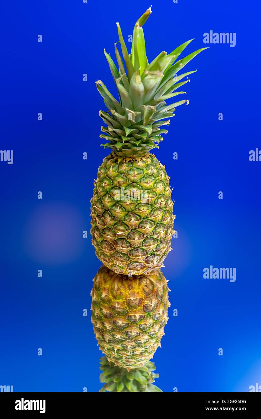 beautiful pineapple with a nice reflection blue background behind Stock ...