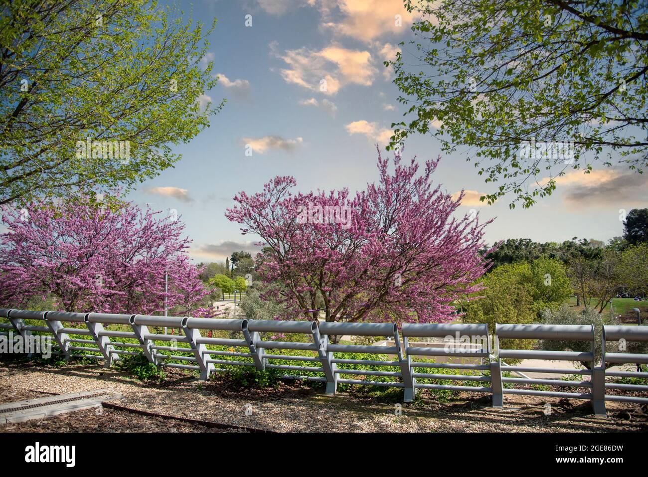 Landscape of Trees with their pink flowers in a park in Madrid Stock ...