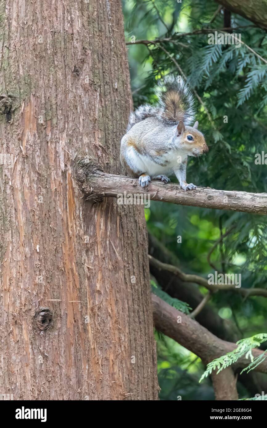 adult gray squirrel high up in a tree looking around Stock Photo - Alamy