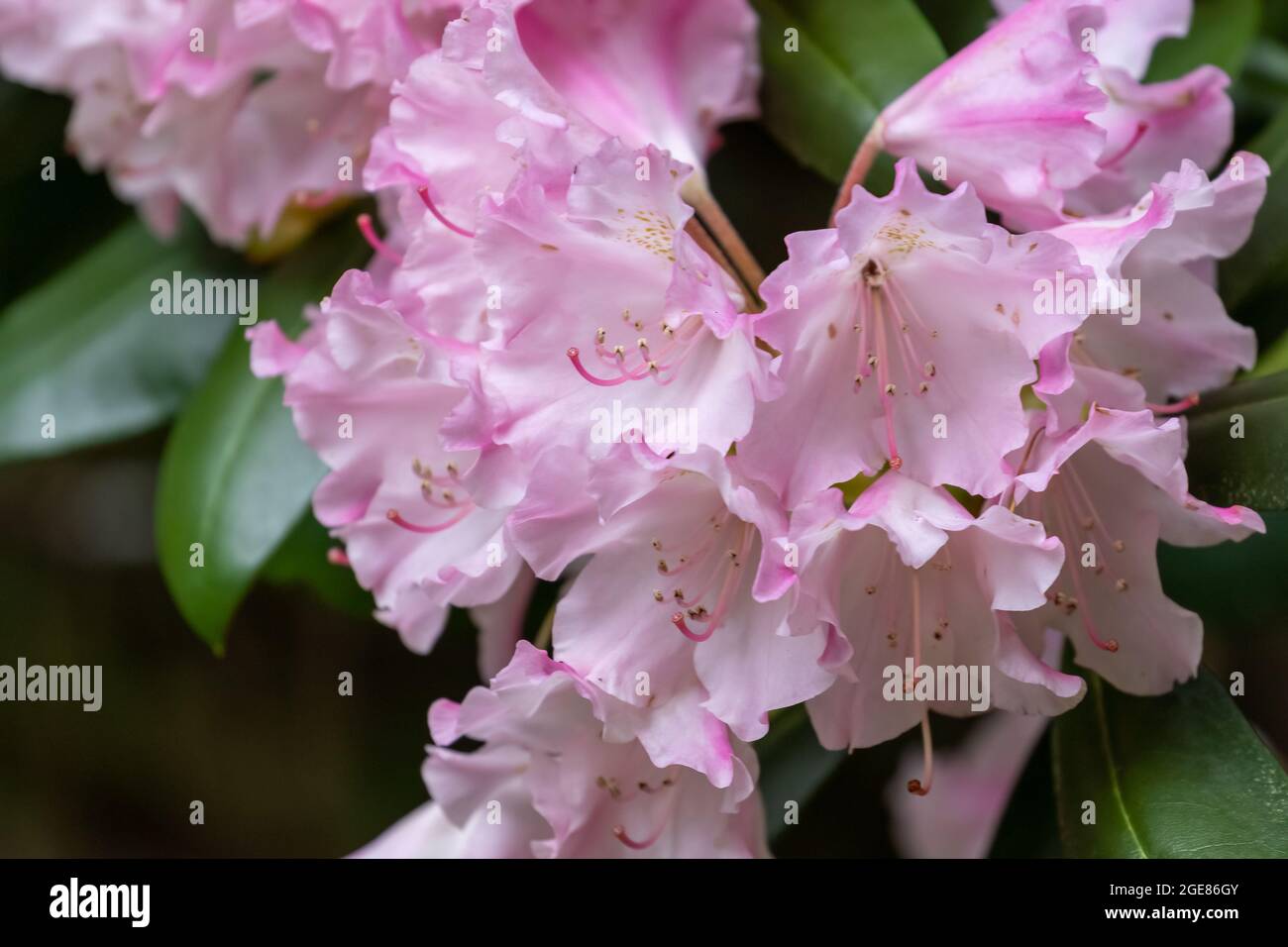 light pink and white rhododendron flowers in full bloom Stock Photo - Alamy