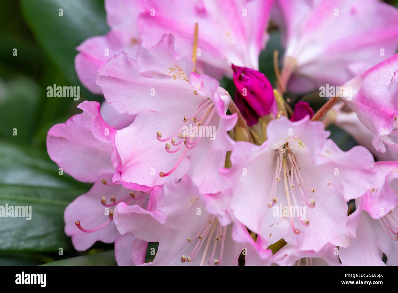 light pink and white rhododendron flowers in full bloom Stock Photo - Alamy