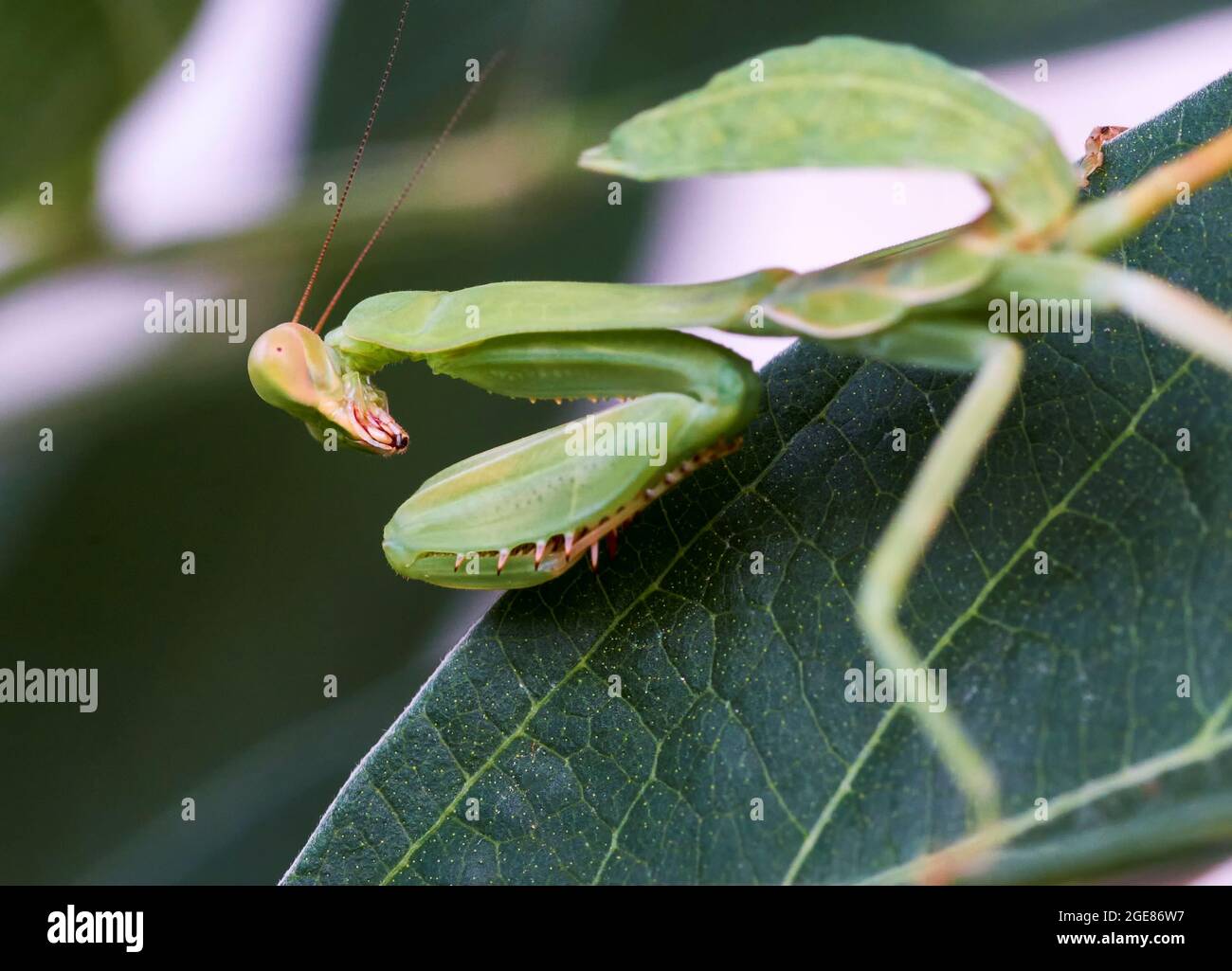 Plant vein engraving hi-res stock photography and images - Alamy
