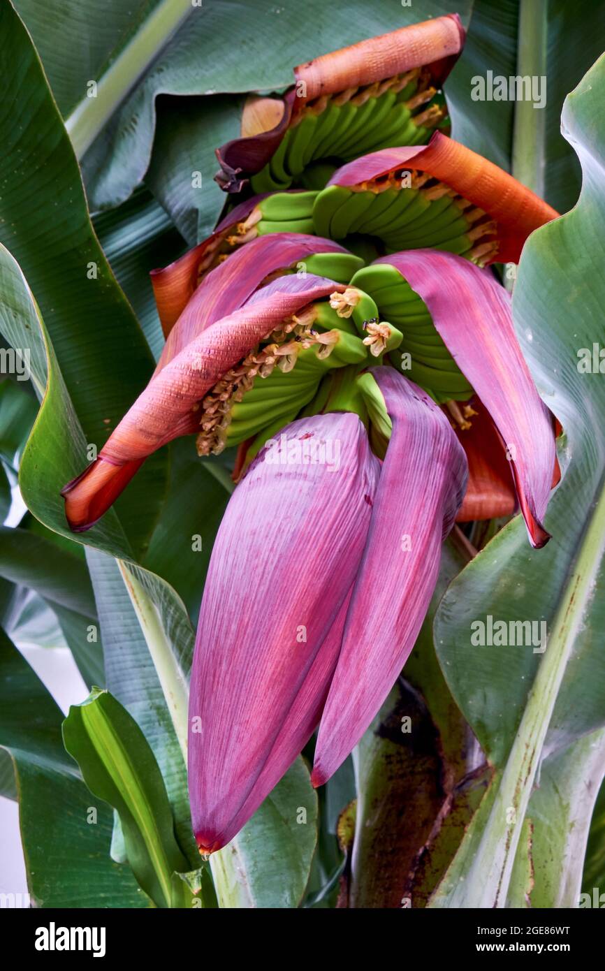 Banana tree flower Stock Photo - Alamy