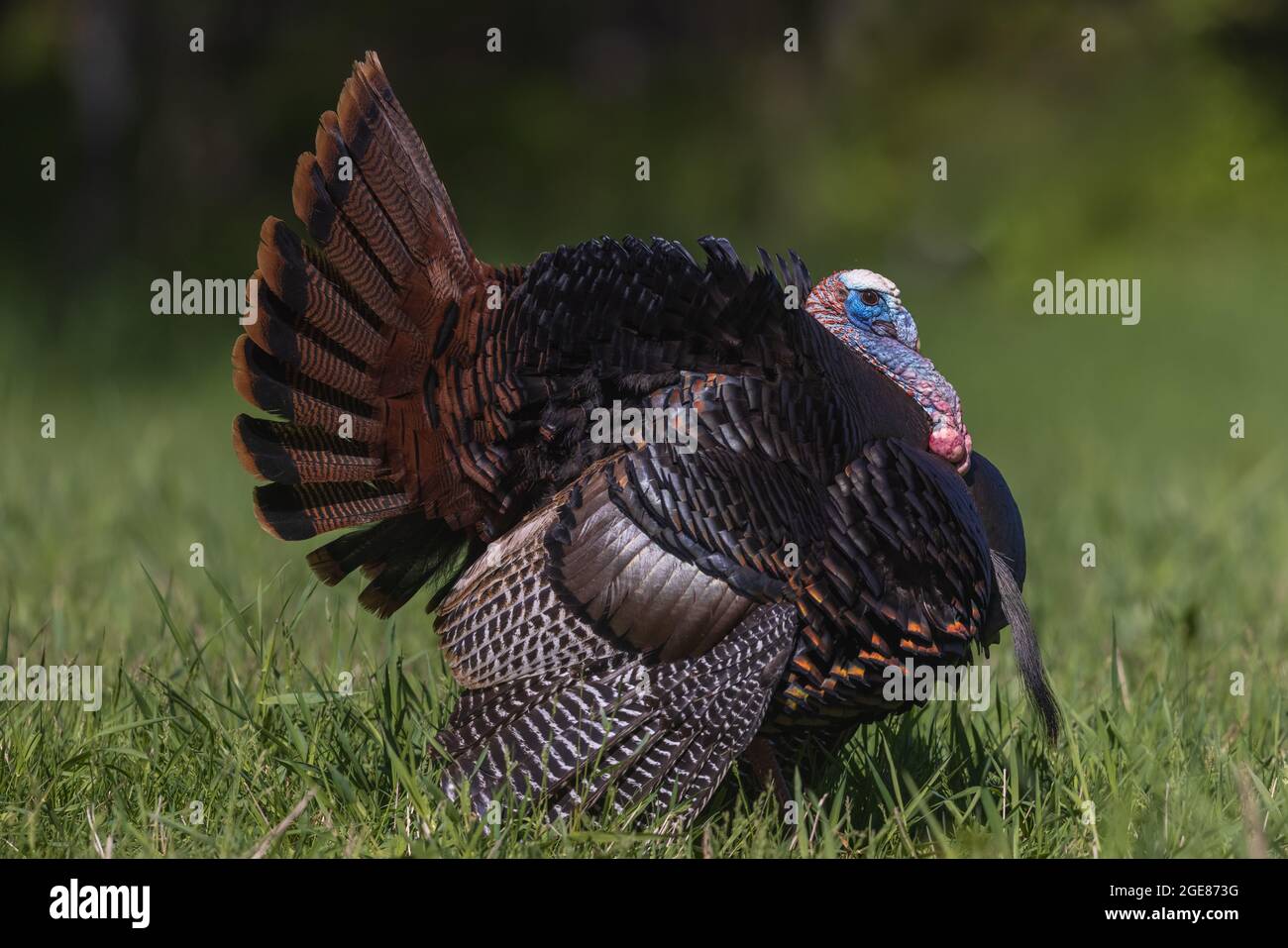 Tom turkey strutting in a northern Wisconsin field Stock Photo - Alamy