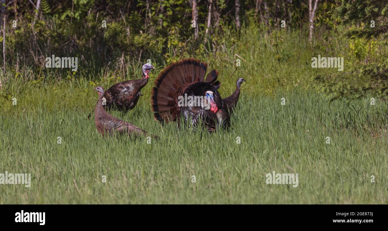 Jake strutting for a hen hi-res stock photography and images - Alamy