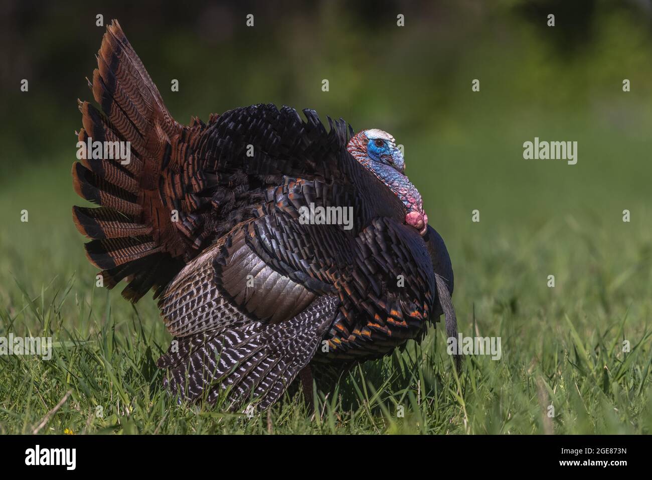 Long beard mating hi-res stock photography and images - Alamy