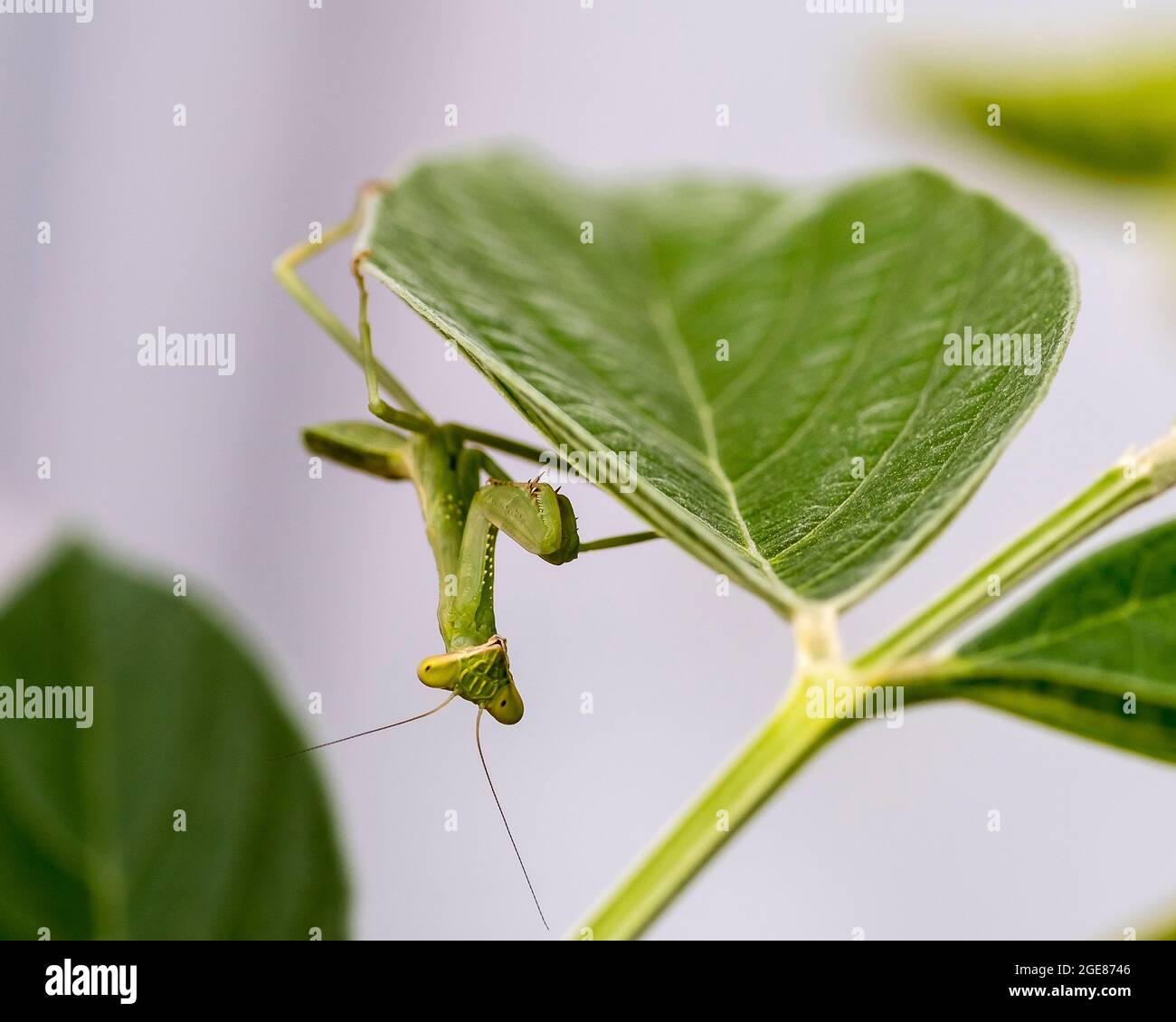 Portrait below up front natural hi-res stock photography and images - Alamy