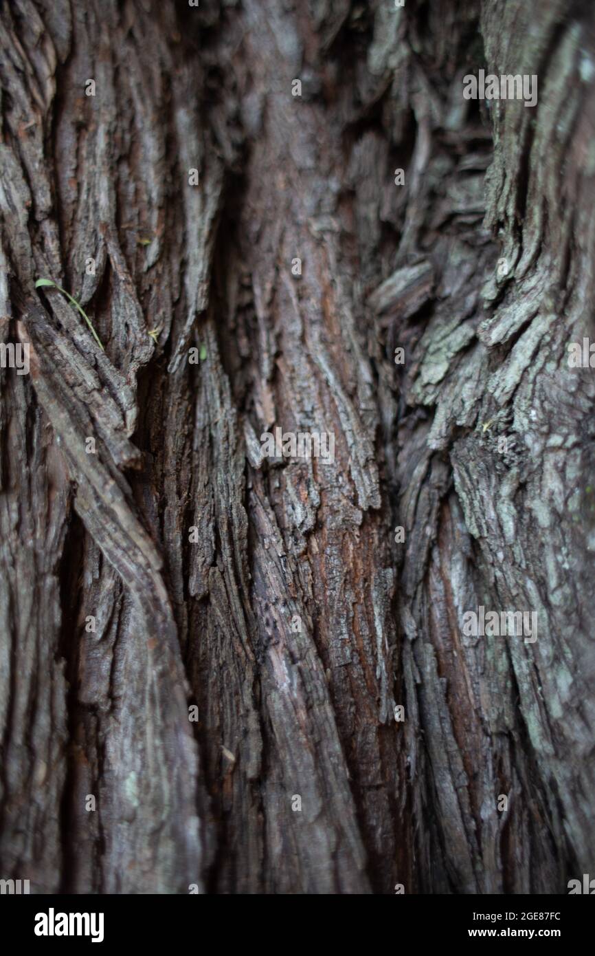 Vertical macro shot of tree bark - perfect for background Stock Photo ...
