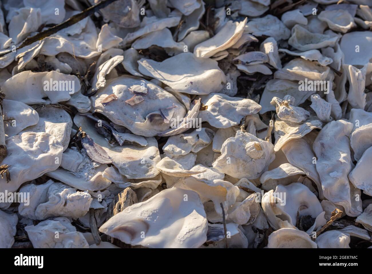 shoreline filled with white empty oyster shells in evening light Stock ...