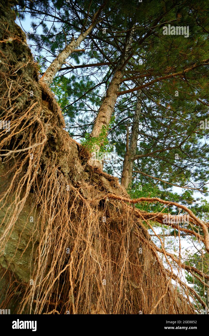 Low angle shot of green-leafed trees with long roots Stock Photo - Alamy