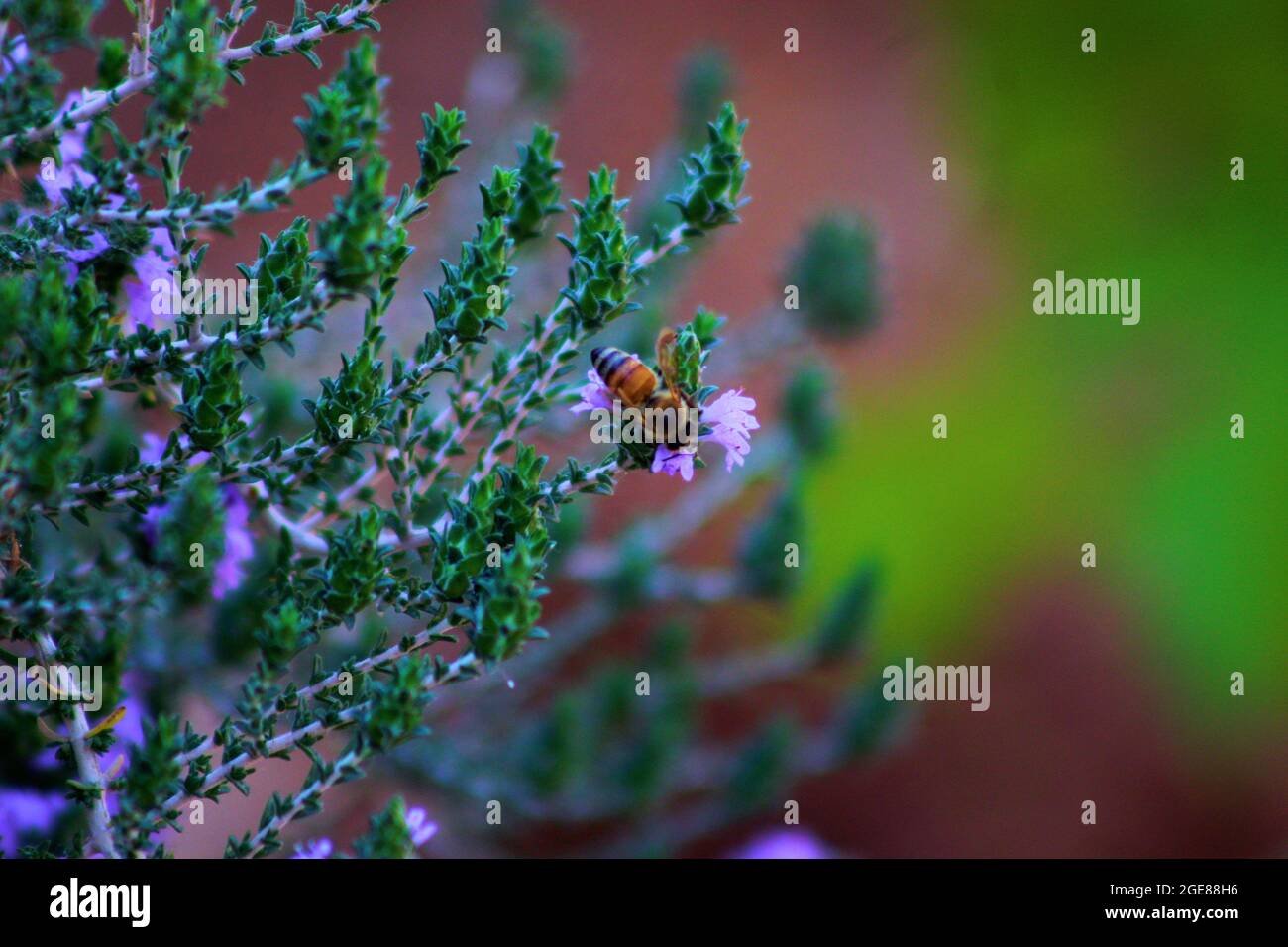 Small bee sitting on a purple flower with the blurred background Stock ...