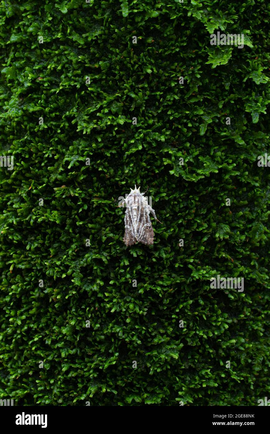Vertical shot of a moth sitting on a tree covered in moss Stock Photo ...