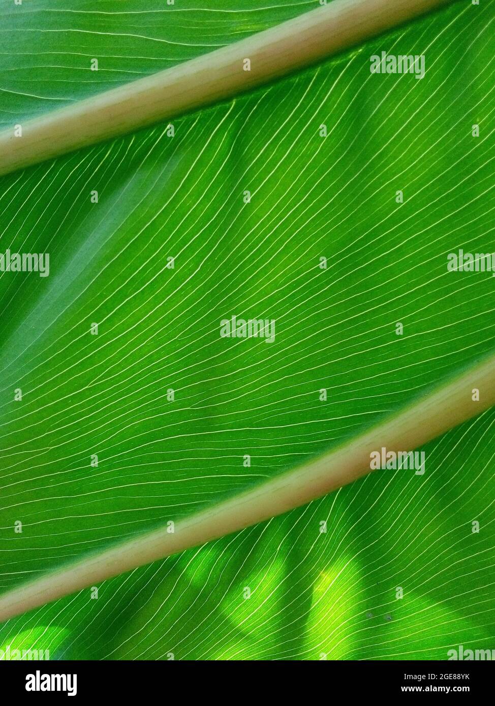 Closeup of a bright green leaf with the light coming through it Stock ...