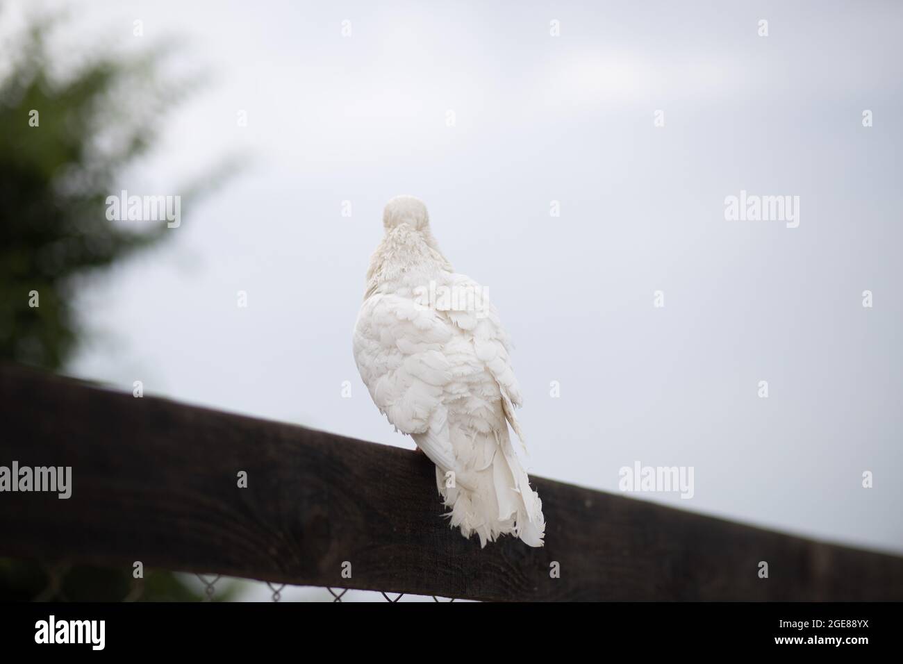 Grayscale shot of a graceful white pigeon on a mesh fence Stock Photo ...