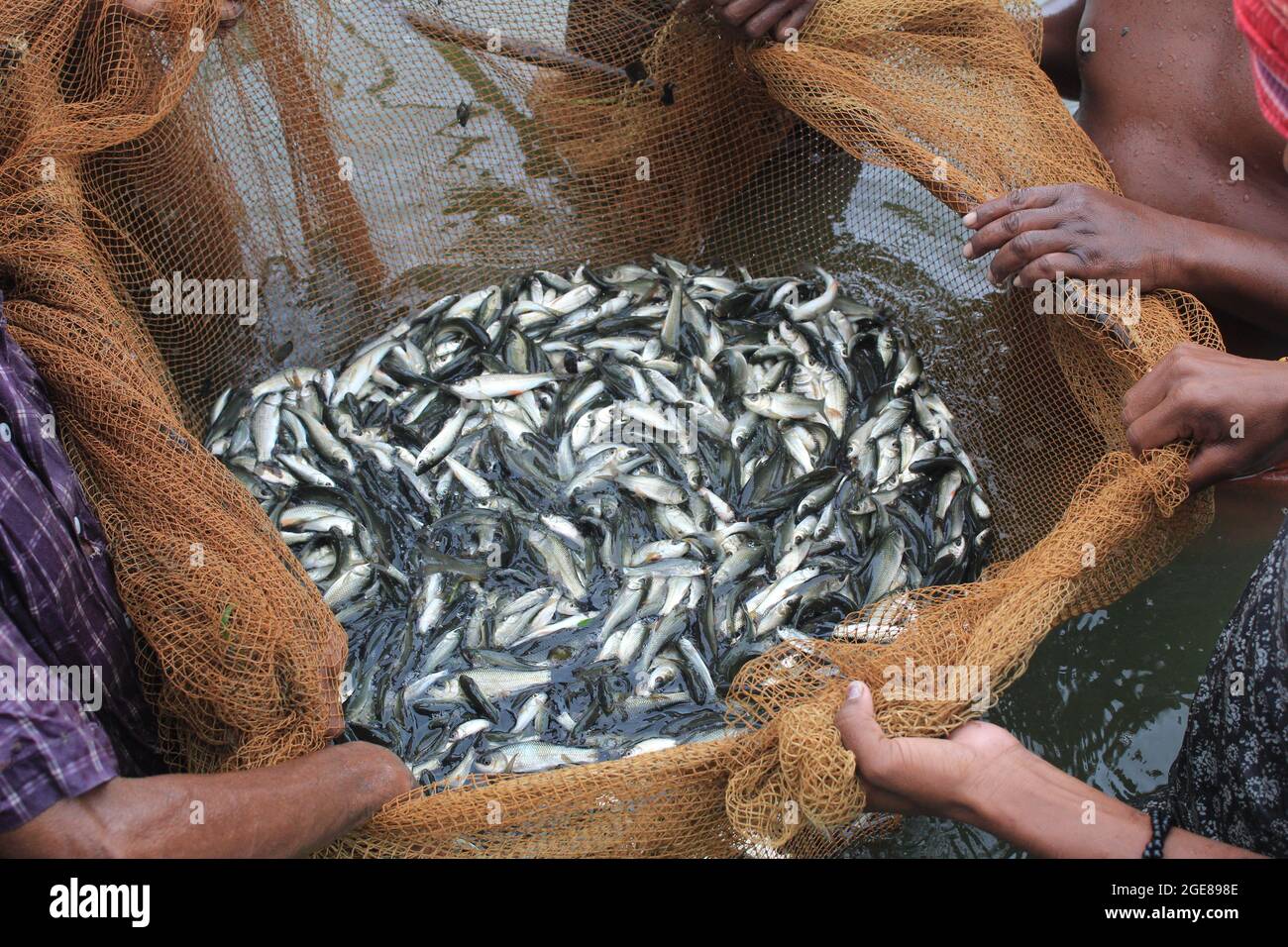 Pile of fish in a net for cooking Stock Photo - Alamy