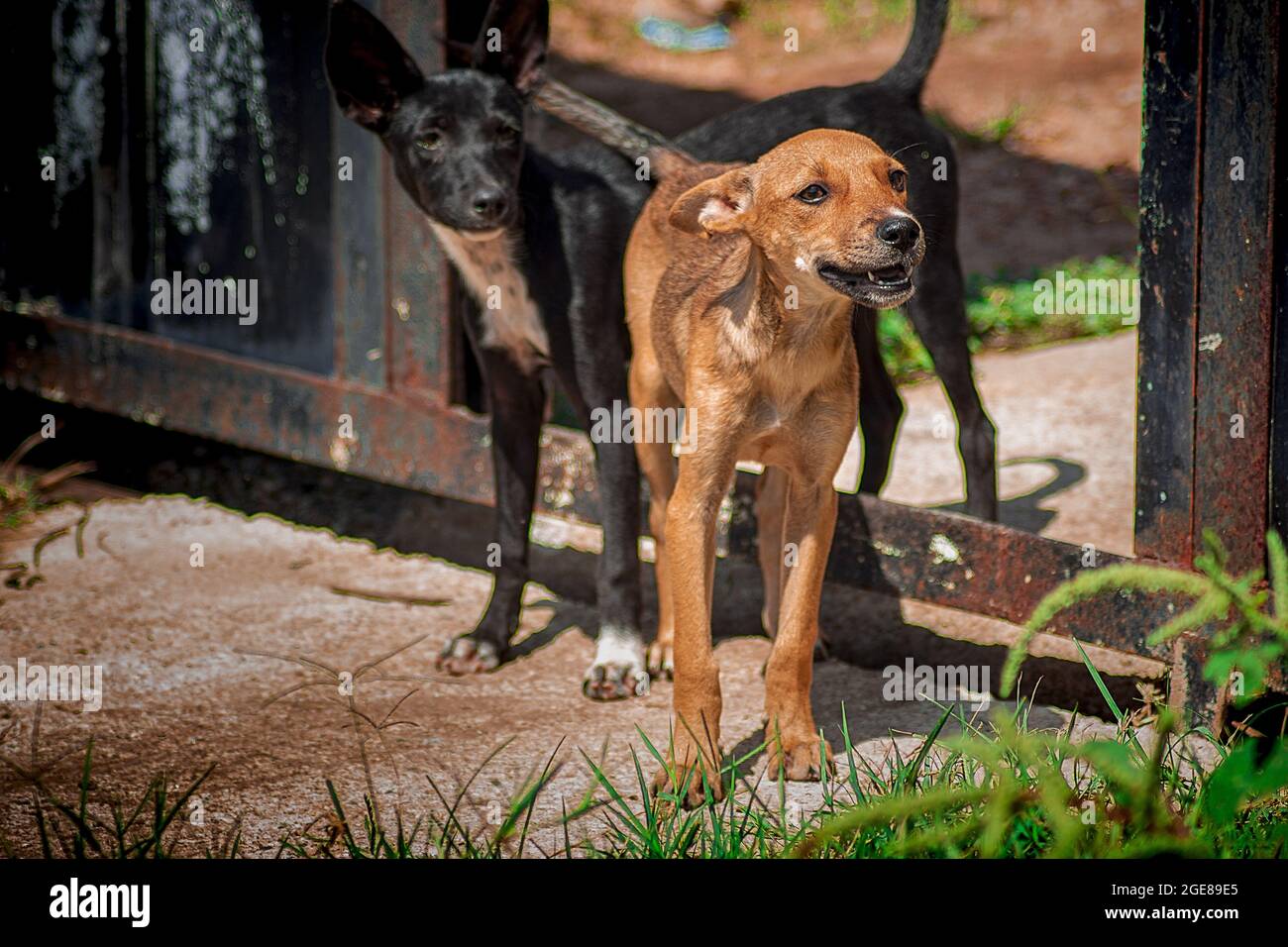 Two street dogs looking around with the blurred background Stock Photo ...