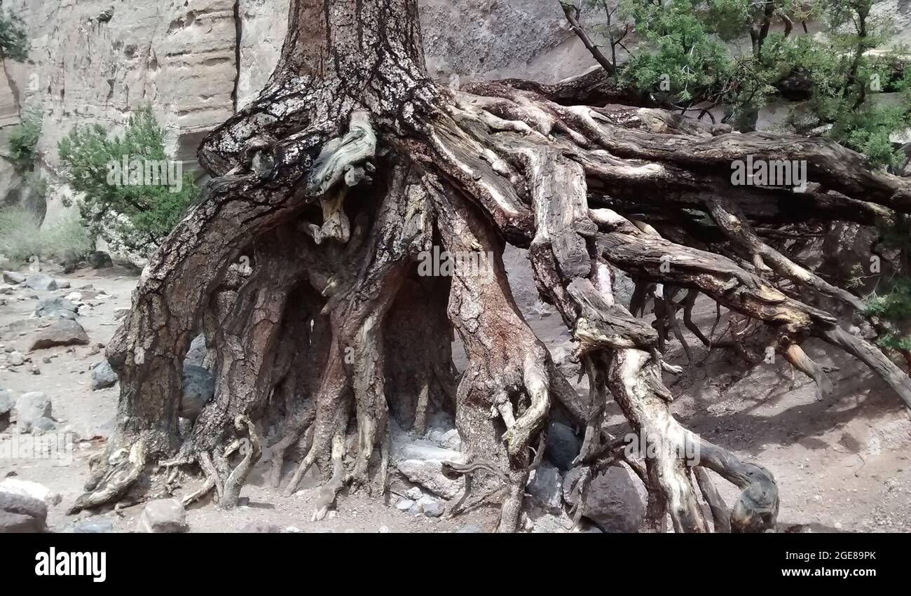 Tree roots at Kasha-Katuwe, New Mexico Stock Photo - Alamy