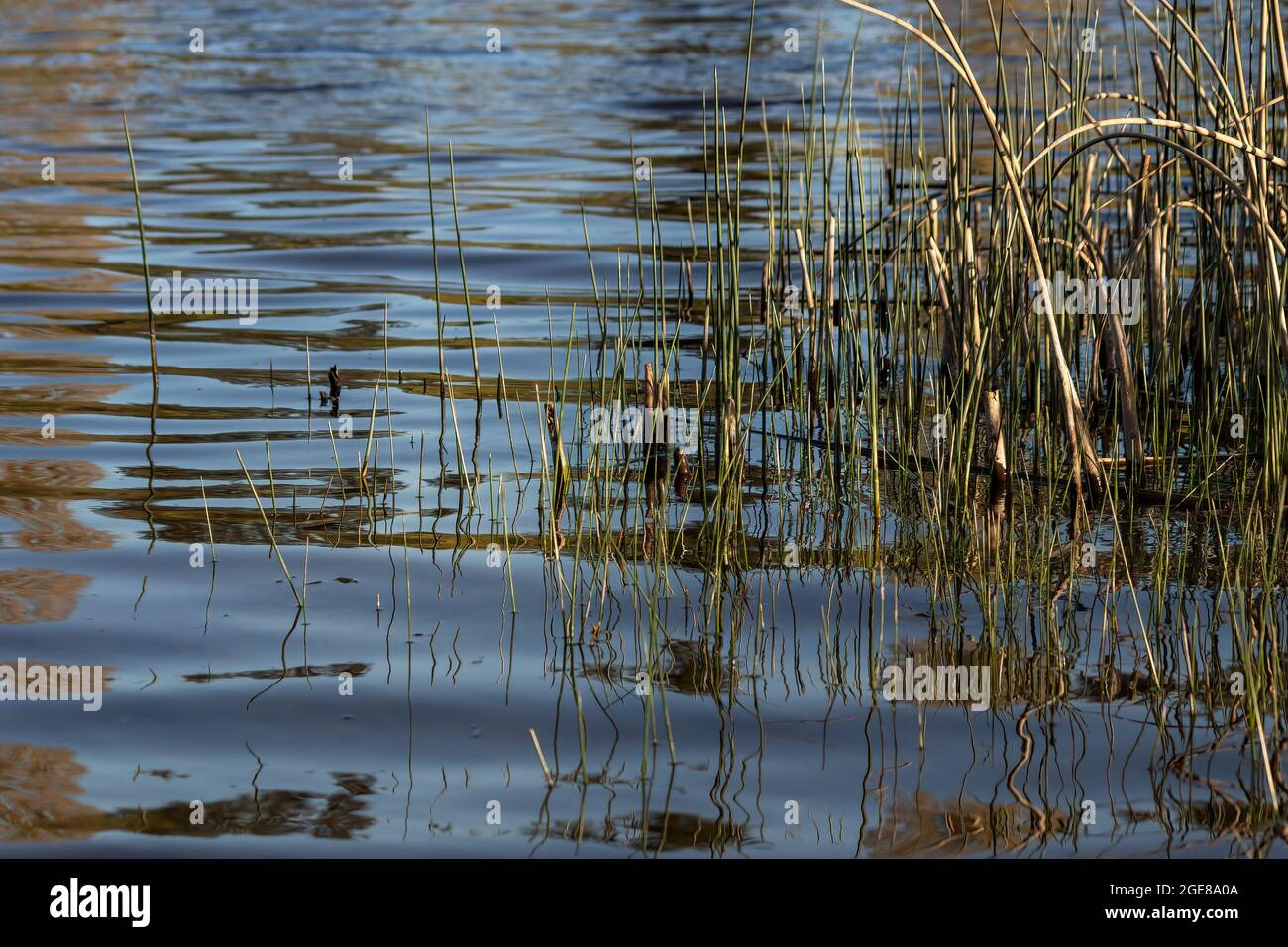 tall grass and reeds growing out of the water in a lake Stock Photo - Alamy