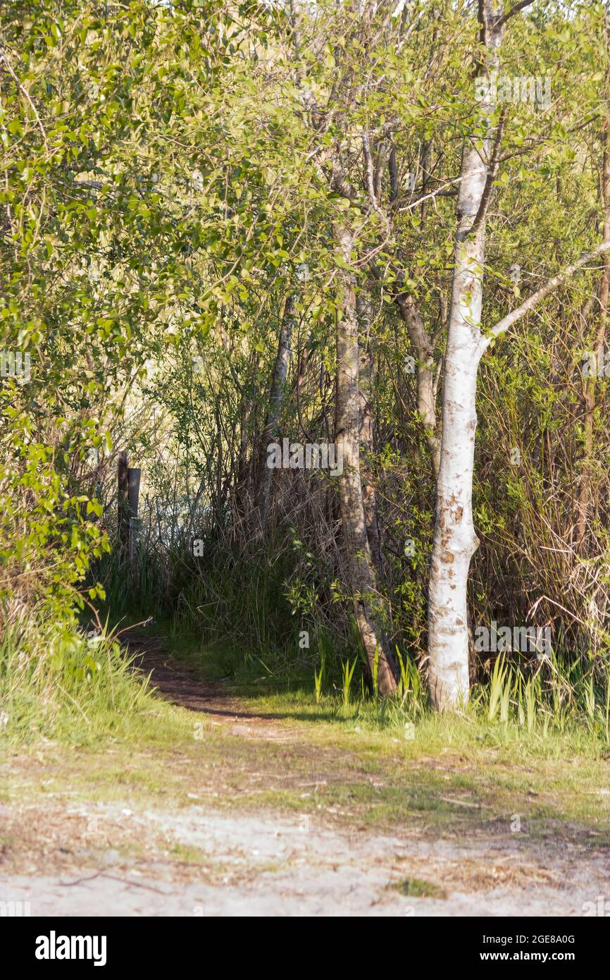 Winding footpath dark forest hi-res stock photography and images - Alamy