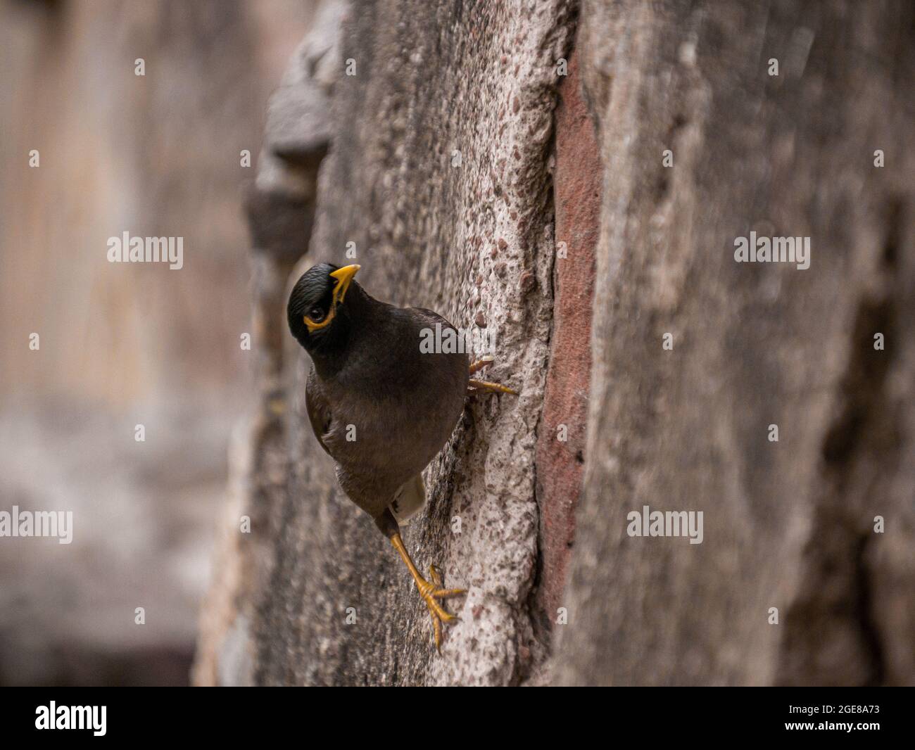 Common myna nest hi-res stock photography and images - Alamy