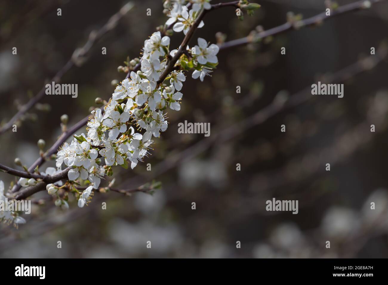 tree branches covered in small bright white flower blossoms in the ...