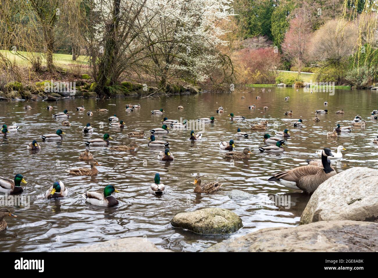 The Duck Pond in cherry blossom spring time season. Queen Elizabeth ...