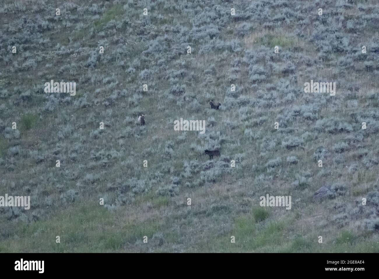 Animal standoff hi-res stock photography and images - Alamy