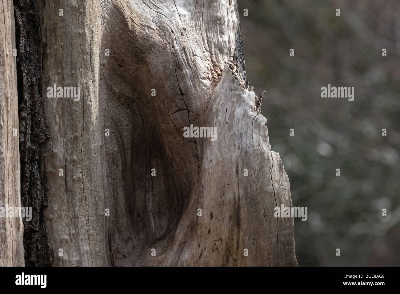 large tree trunk without bark standing up in the middle of a park Stock ...